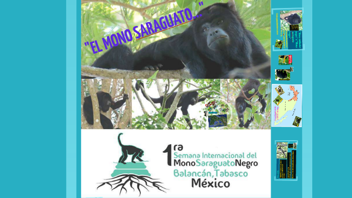EL MONO SARAGUATO Ó AULLADOR by Ricardo Alberto Collado on Prezi