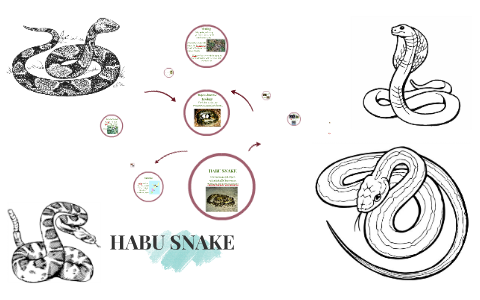 HaBU sNAKE by Jessica Ortiz on Prezi