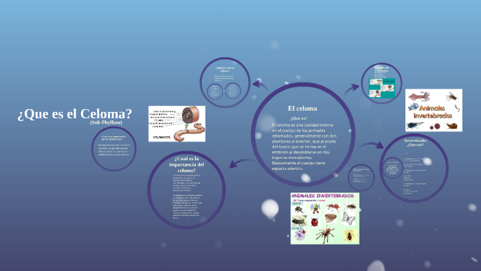 ¿Que es el Celoma? by Pablo Bueno on Prezi