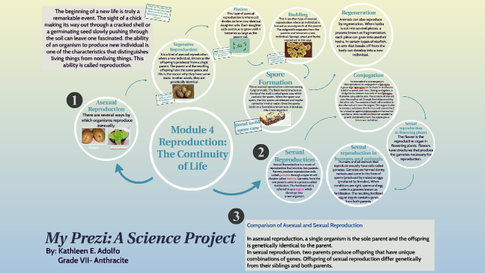 Reproduction: The Continuity of Life by Kathleen Adolfo on Prezi