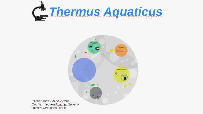 Thermus Aquaticus by Eunii Tuu on Prezi