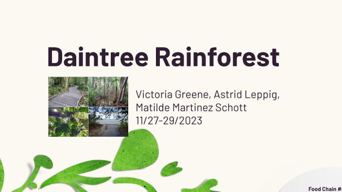 Daintree Rainforest Food Web Biology 11/27/23 by Astrid Leppig on Prezi