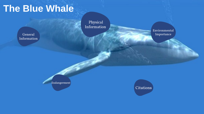 Blue Whale Project Prezi by Omar Fawaz on Prezi