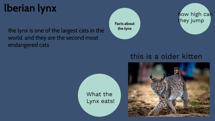 Iberian lynx by Daylee Byars on Prezi