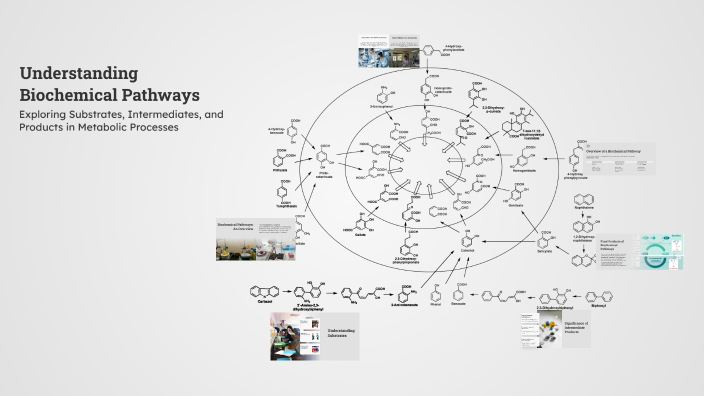 Understanding Biochemical Pathways by Queny Araya on Prezi