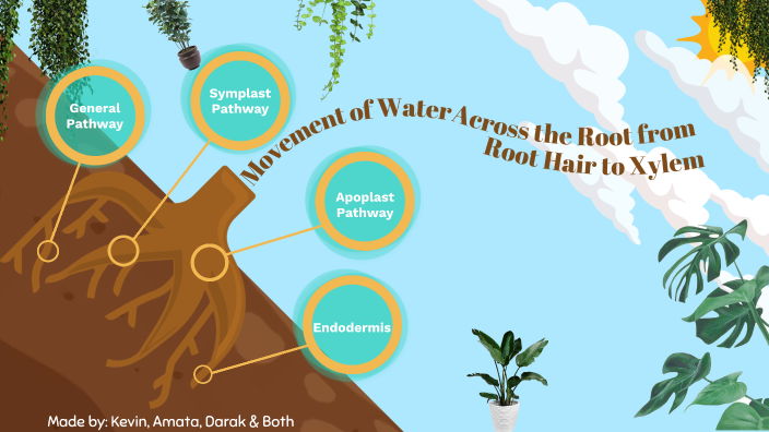 Movement of water across the root from root hairs to xylem by Sovichea ...