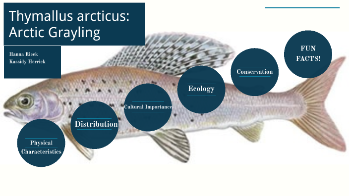Arctic Grayling by hanna rieck on Prezi