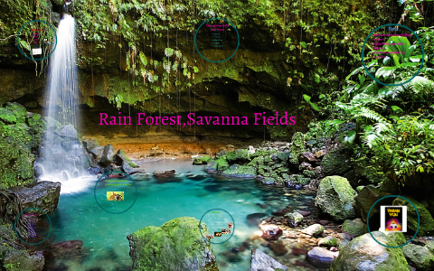 Ecostystem by Jessica McBee on Prezi