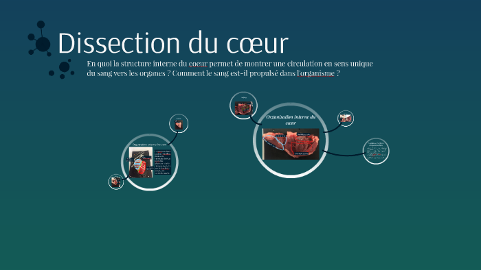 Dissection du coeur by Tistou Michel on Prezi