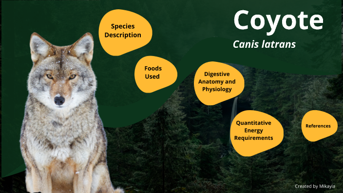 Coyoyo by Mikayla Brubacher on Prezi