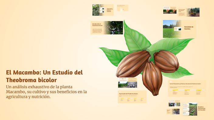 El Macambo: Un Estudio del Theobroma bicolor by keyner fermin torres on ...