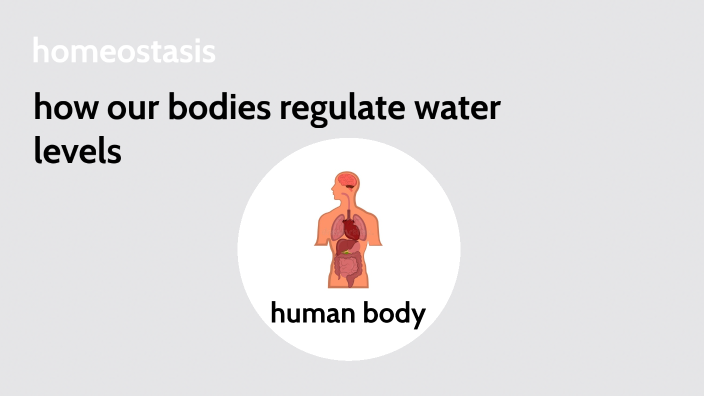 homeostasis - regulation of water levels by Mackenzie Fitzgerald on Prezi