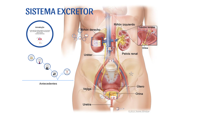 Sistema Excretor by Ana Rita Barontini Luksaitis on Prezi