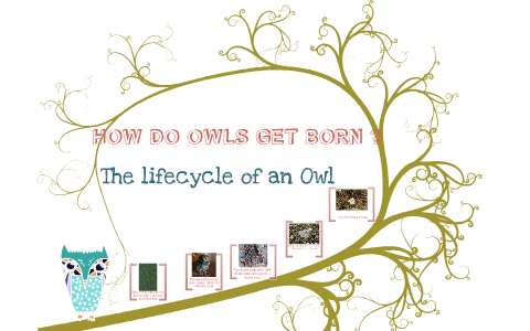Lifecycle of an owl by Karen Stackpole on Prezi