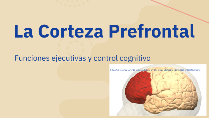 La Corteza Prefrontal: Funciones Ejecutivas by Belén Cordero Balarezo ...