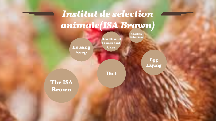 ISA Brown Presentation by Emmerson Cummings on Prezi