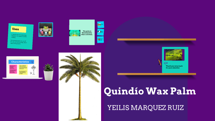 Palma de Cera by Yeilis Marquez on Prezi