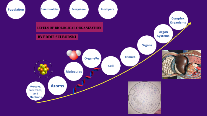 levels of bio organization by eddie sulborski on Prezi