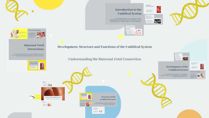 Development, Structure and Functions of the Umbilical System by ...
