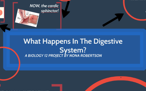 Biology 12 Digestion Project by Nona Robertson on Prezi