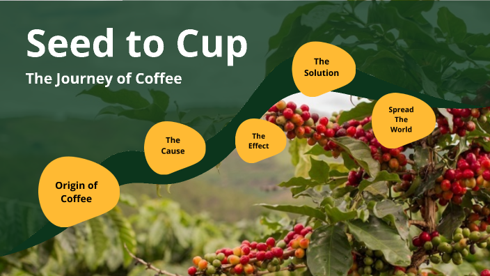 Seed to Cup - Farming and Processing by Michael Mendoza on Prezi