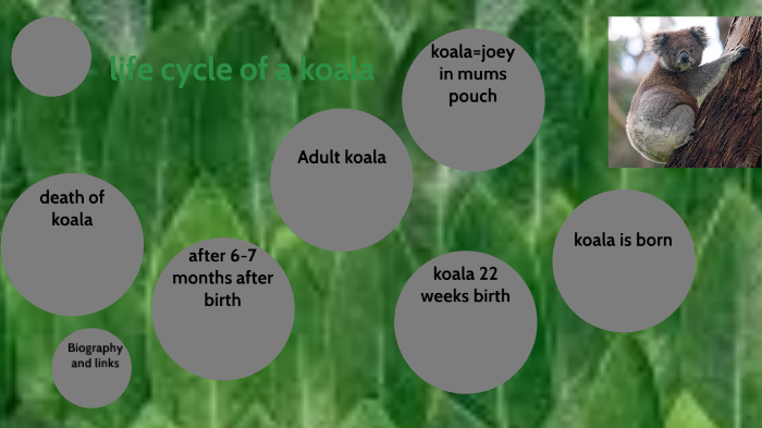 LIFE cycle of a koala by Kane Hines on Prezi