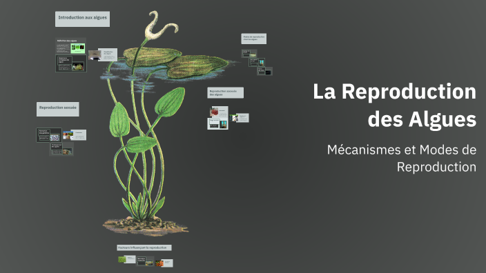 La Reproduction des Algues by zaid mennoune on Prezi