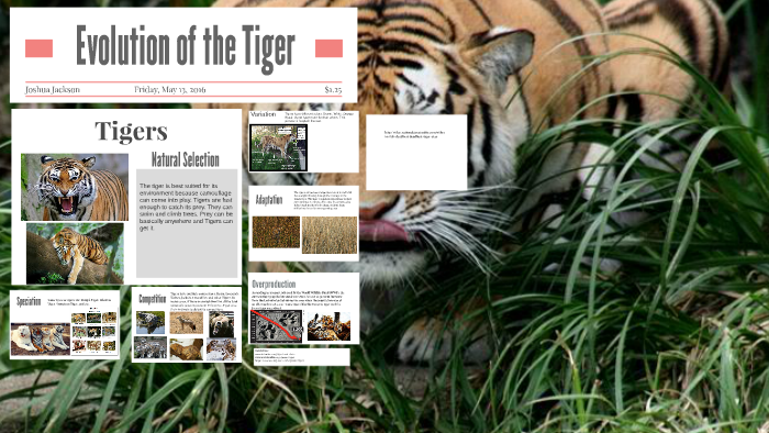 Evolution of the Tiger by Joshua Jackson on Prezi