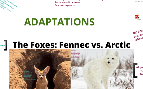 The Foxes: Fennec vs. Arctic by Jordan Finch on Prezi