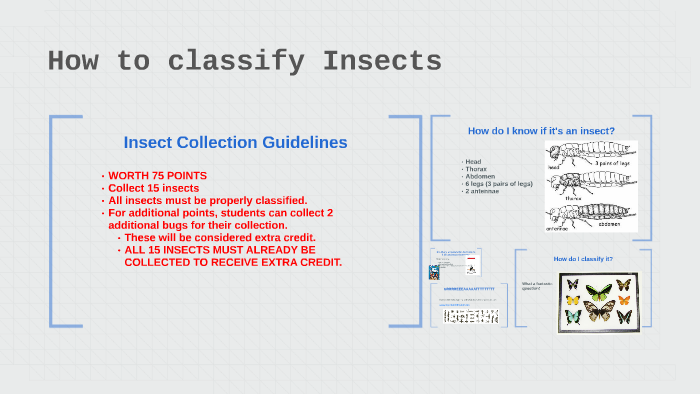 How to classify Insects by Katlin Ingram on Prezi