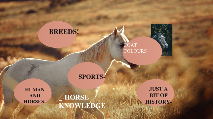 Horse Knowledge by Anghel Iulia on Prezi