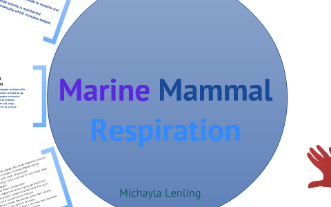 Marine Mammal Respiration by Michayla Lenling on Prezi