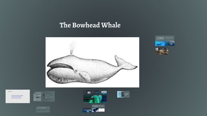 The Bowhead Whale: A Marvel of the Arctic Seas by Nadeen Charihi on Prezi