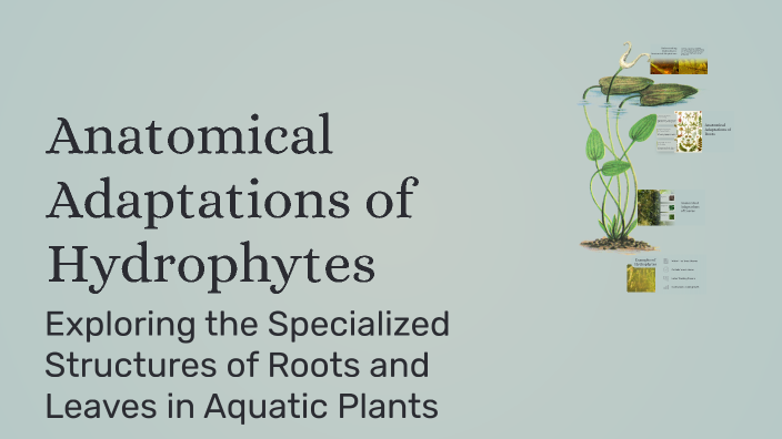 Anatomical Adaptations of Hydrophytes by Yasmen Khaled on Prezi