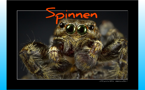 spreekbeurt spinnen by kim v/d staay on Prezi