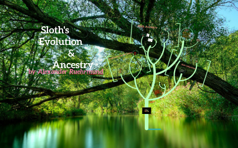 Sloth Evolution & Ancestry by Alexander Ruehrmund