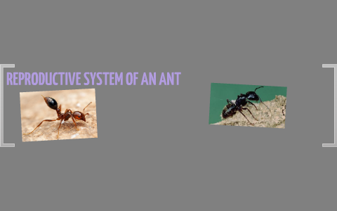 Reproductive system of a ant. by G C on Prezi