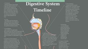 Digestive System Timeline by Mark Guzman on Prezi Design