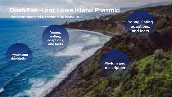 Opah Fish - Lord Howe Island Phasmid by Isabella Garcia on Prezi