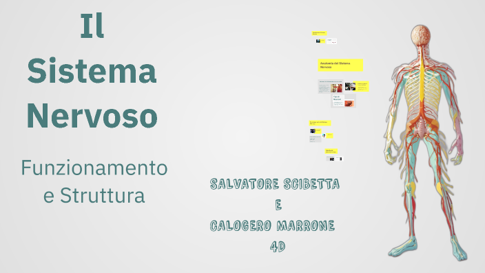 Il Sistema Nervoso by salvatore scibetta on Prezi