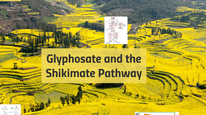 Glyphosate and the Shikimate Pathway by Harry Gaynor on Prezi