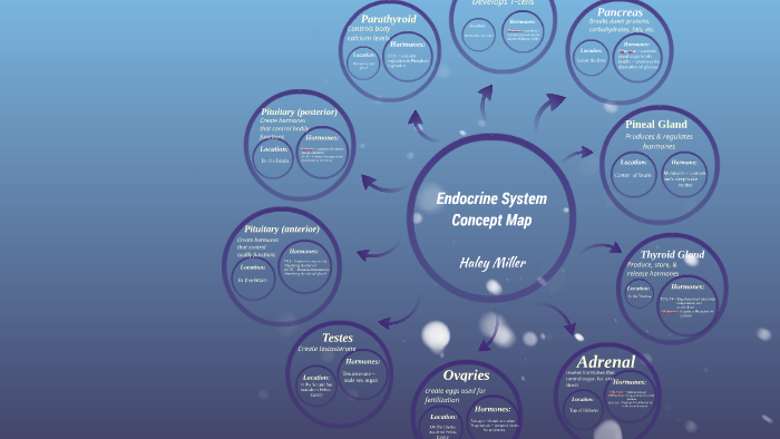 Endocrine System Concept Map by Haley Miller on Prezi