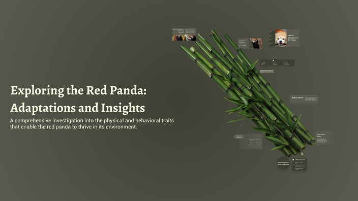 Exploring the Red Panda: Adaptations and Insights by julien ybarra on Prezi