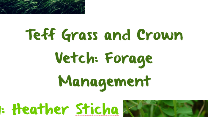 Teff Grass and Crown Vetch: Forage Management by Heather Sticha on Prezi