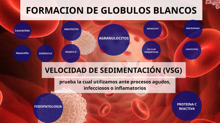 by mafe Delgado sanchez on Prezi