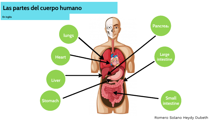 Los órganos del cuerpo humano by Dubeth Romero on Prezi