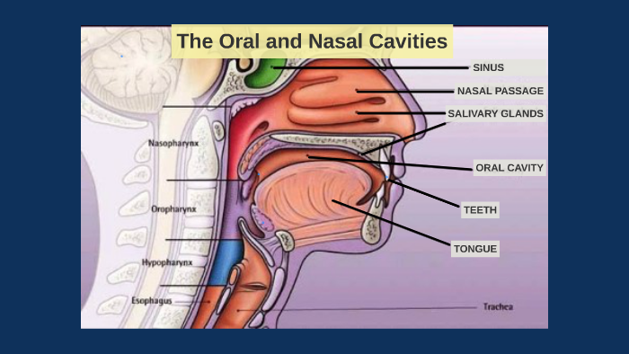 Nasal Oral Cavity Anatomical Sagittal Model Of Nasal Cavity, Oral