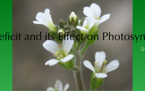 Water Deficit and its Effects on Plants by Sherri Stanton on Prezi