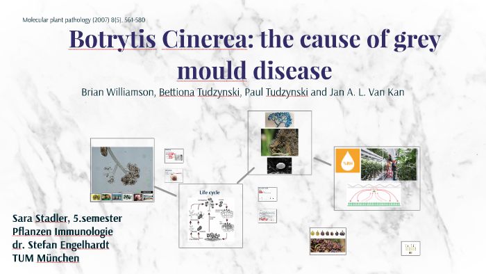 Botrytis Cinerea: the cause of grey mould disease by Sara Stadler on Prezi