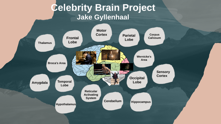 Celebrity Brain Project Jake Gyllenhaal by Pisey Ong on Prezi
